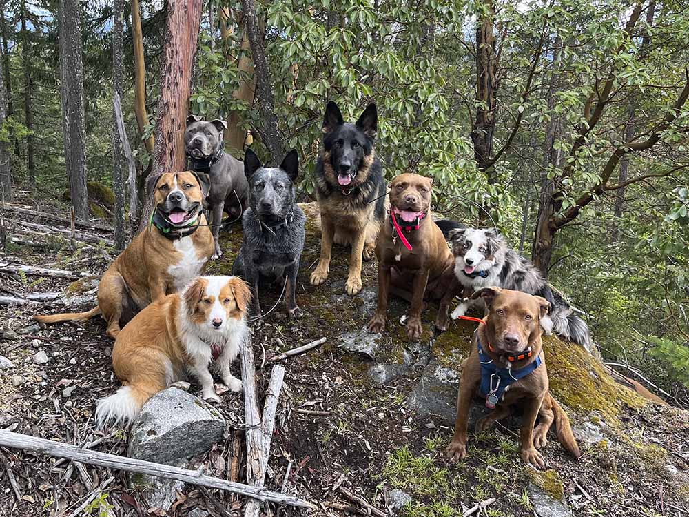 Off Leash Adventure Hikes Extension - Coastal Mountain K9